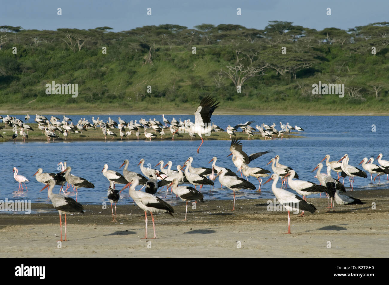 White storks (Ciconia c. ciconia) migrate yearly from Europe to Africa ...