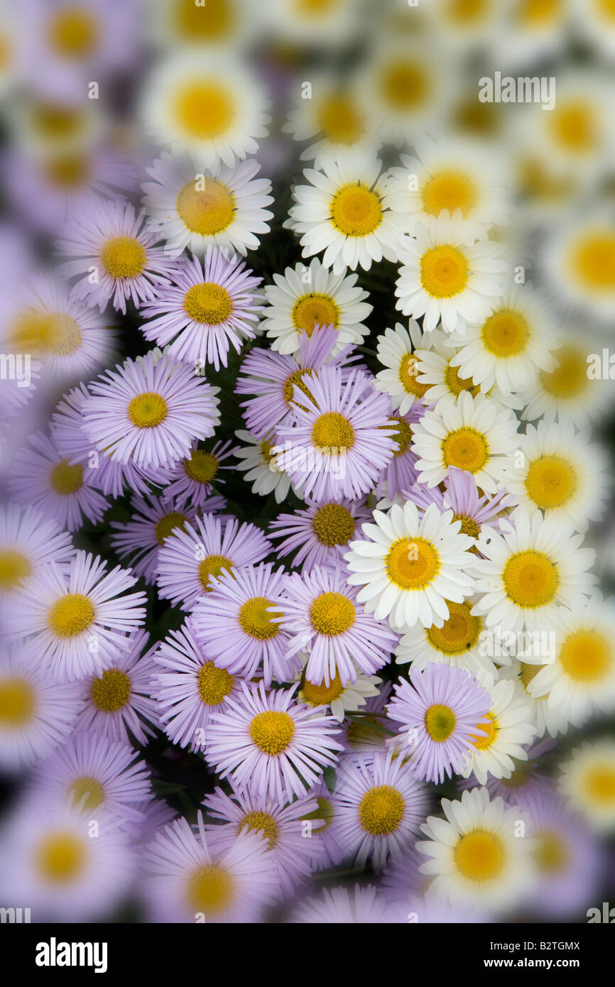 Planting michaelmas daisies hi-res stock photography and images - Alamy