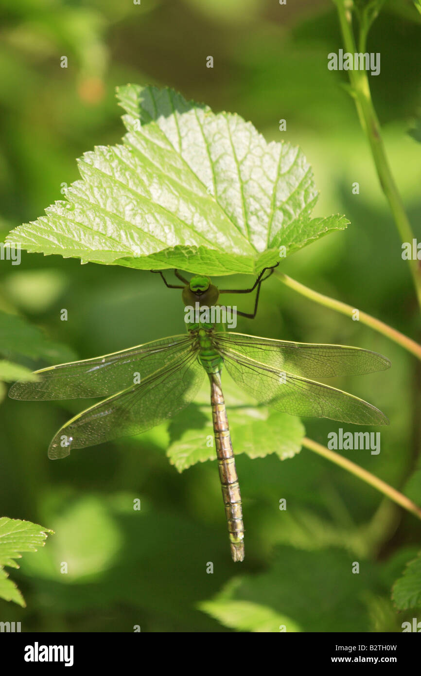 Newly Emerged Hawker Dragonfly Stock Photo - Alamy