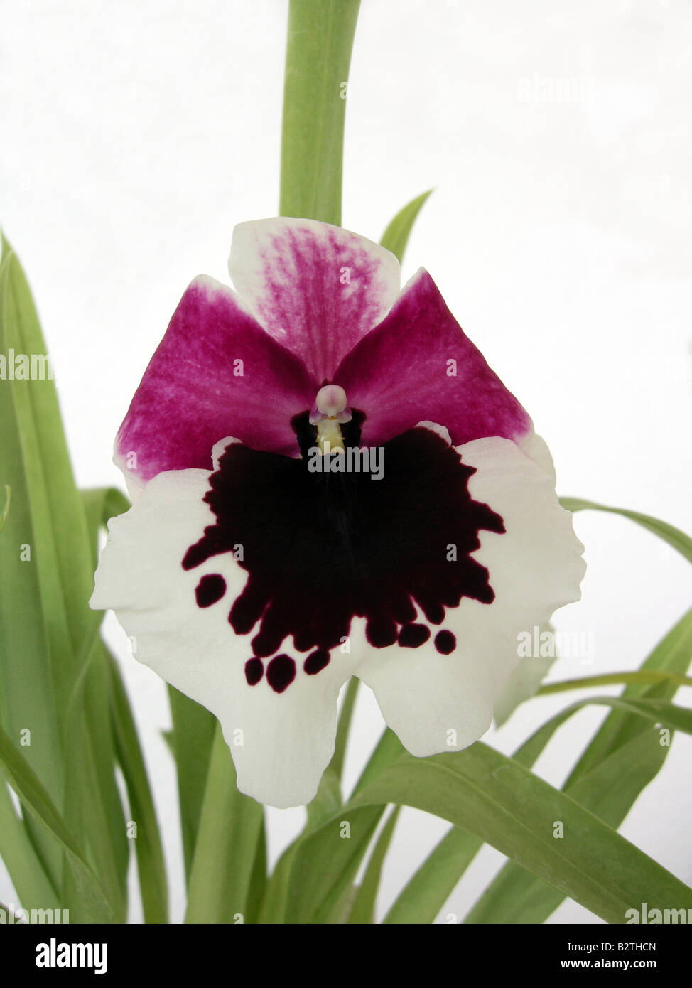 Orchid Miltonia Batman x Milt Roezlii Stock Photo - Alamy