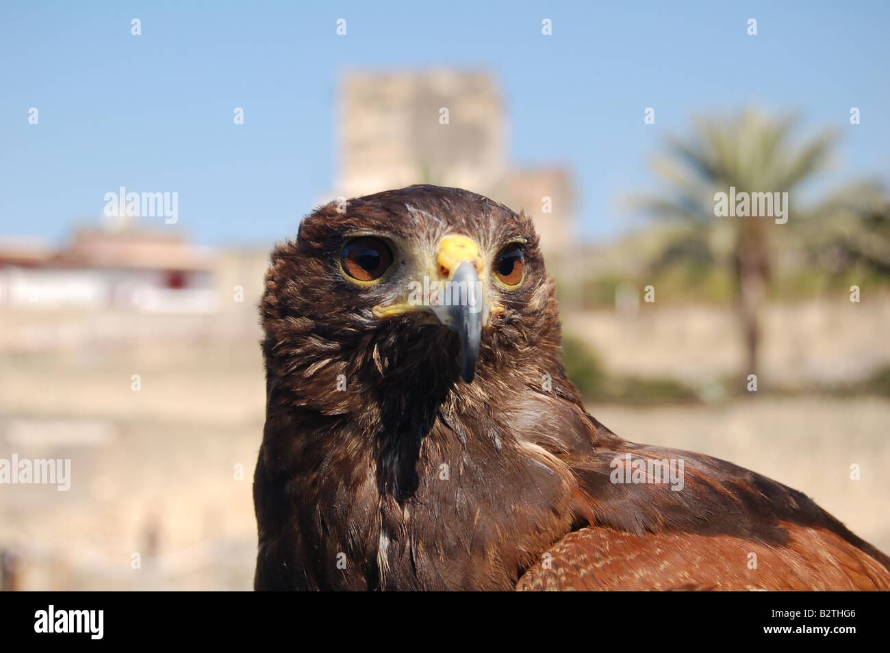 Eagle with mouse hi-res stock photography and images - Alamy