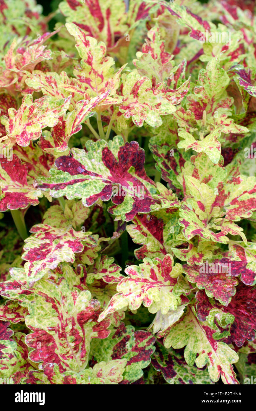 SOLENOSTEMON FIREDANCE COLEUS Stock Photo - Alamy