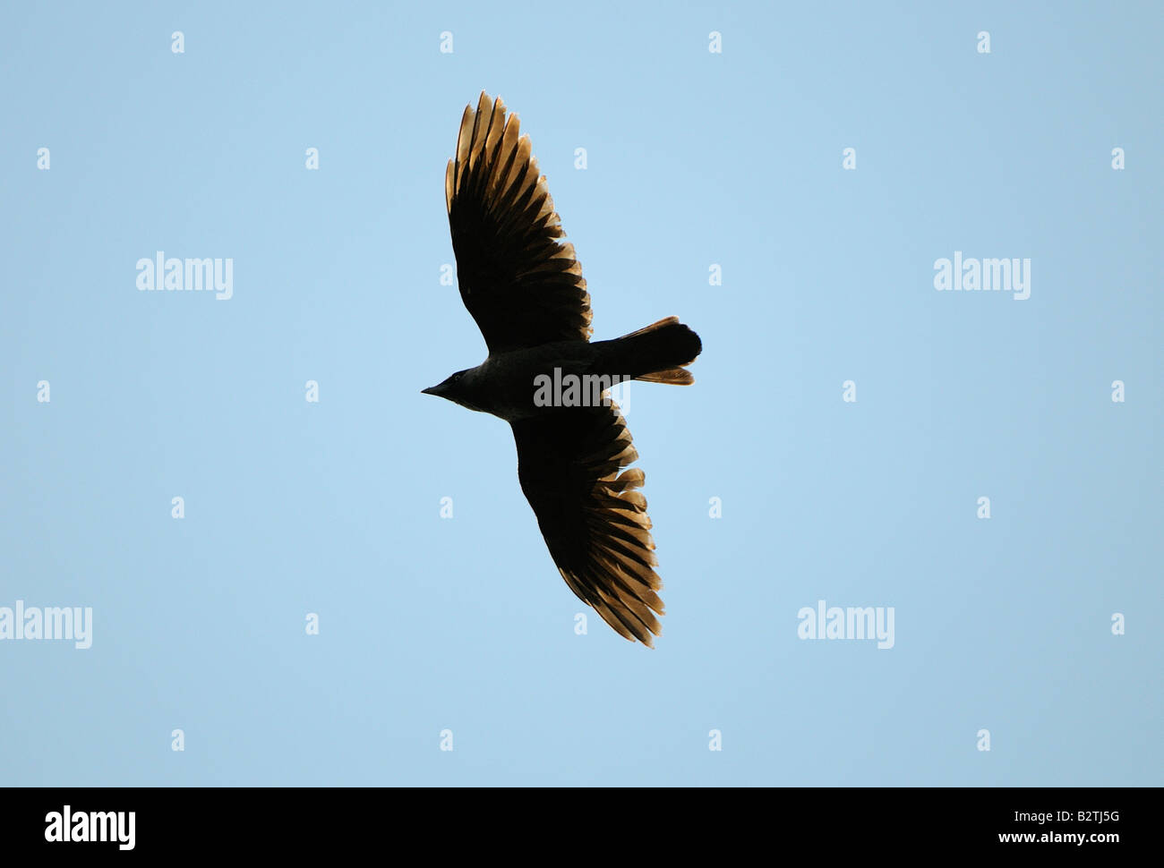 Jackdaw Corvus monedula Oxfordshire UK in flight view from below sun ...