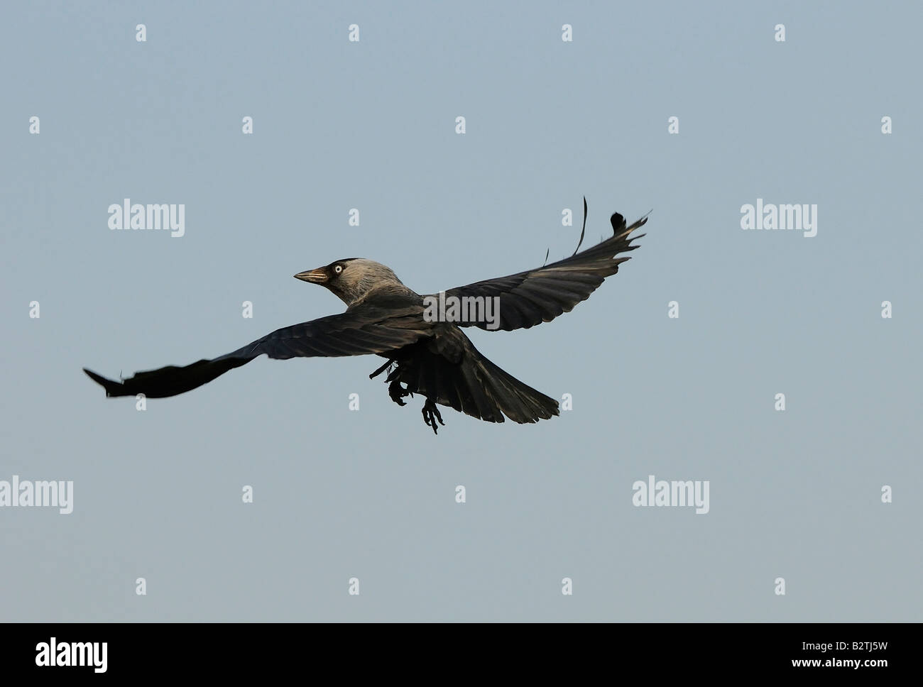 Jackdaw in flight uk hi-res stock photography and images - Alamy