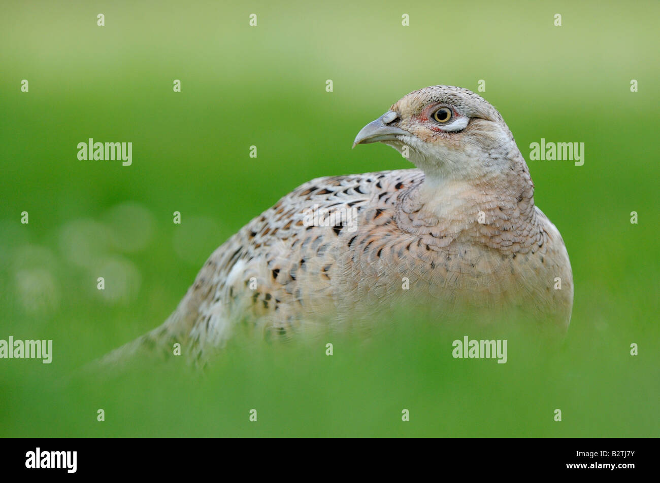 Common Pheasant Phasianus colchicus Oxfordshire UK female in grass ...