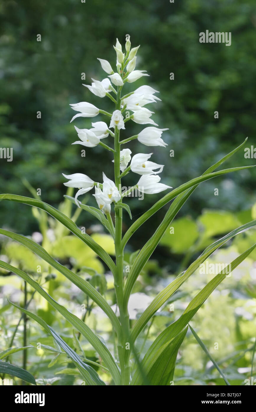 Single flower spike of a sword leaved helleborine, cephalanthera ...