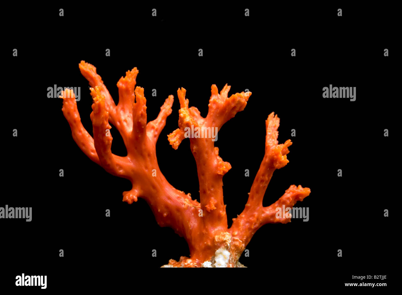 A branch of red Mediterranean coral (Corallium rubrum). Branche de ...