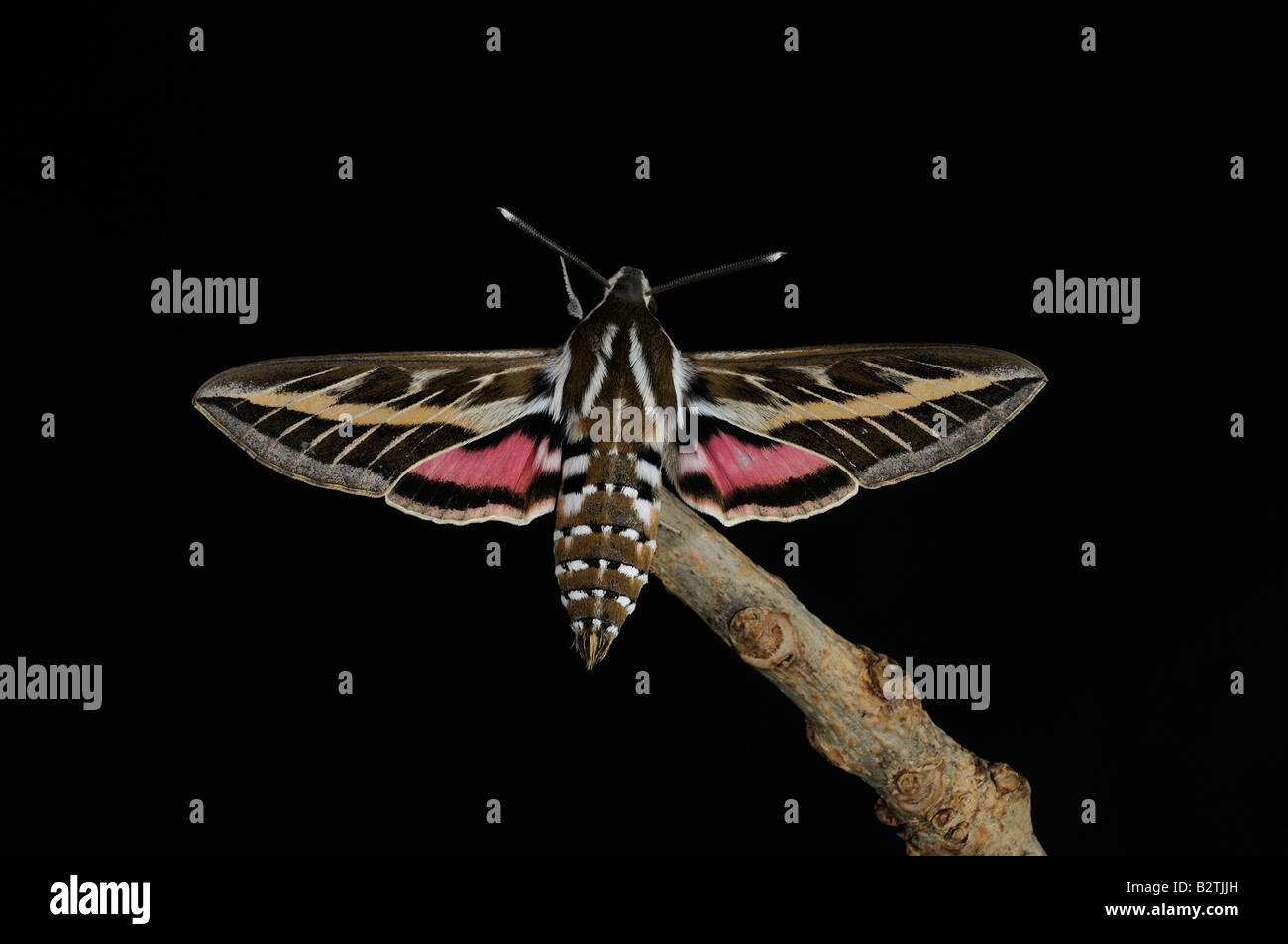 Striped hawkmoth hyles hi-res stock photography and images - Alamy