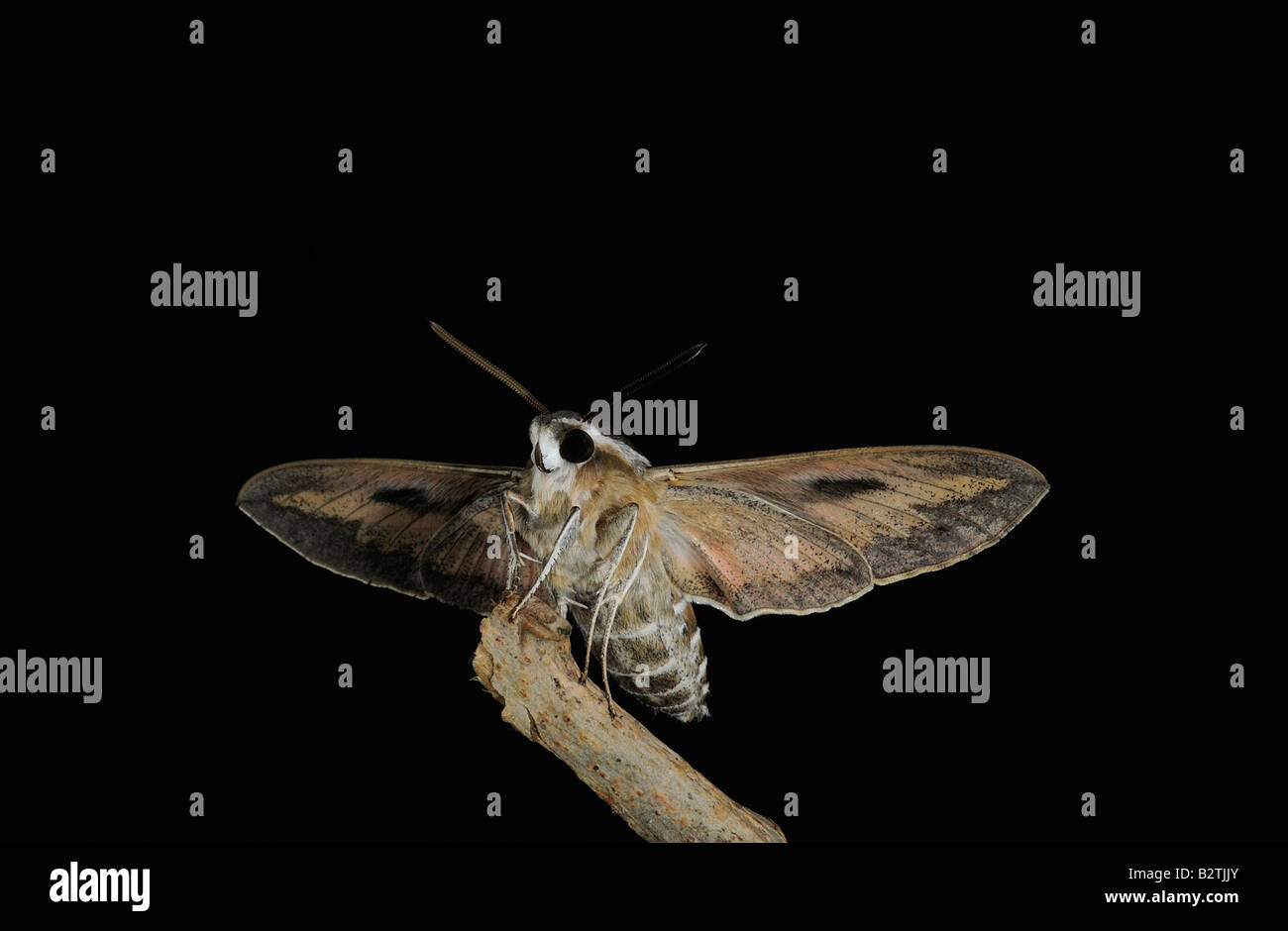 Hyles livornica hi-res stock photography and images - Alamy