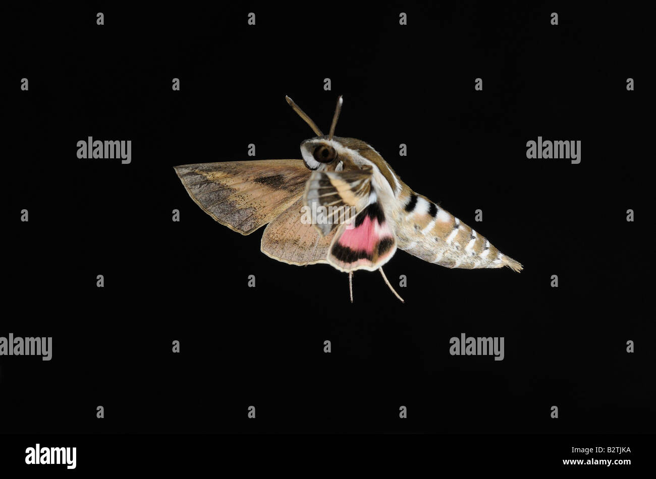 Flying moth hi-res stock photography and images - Alamy