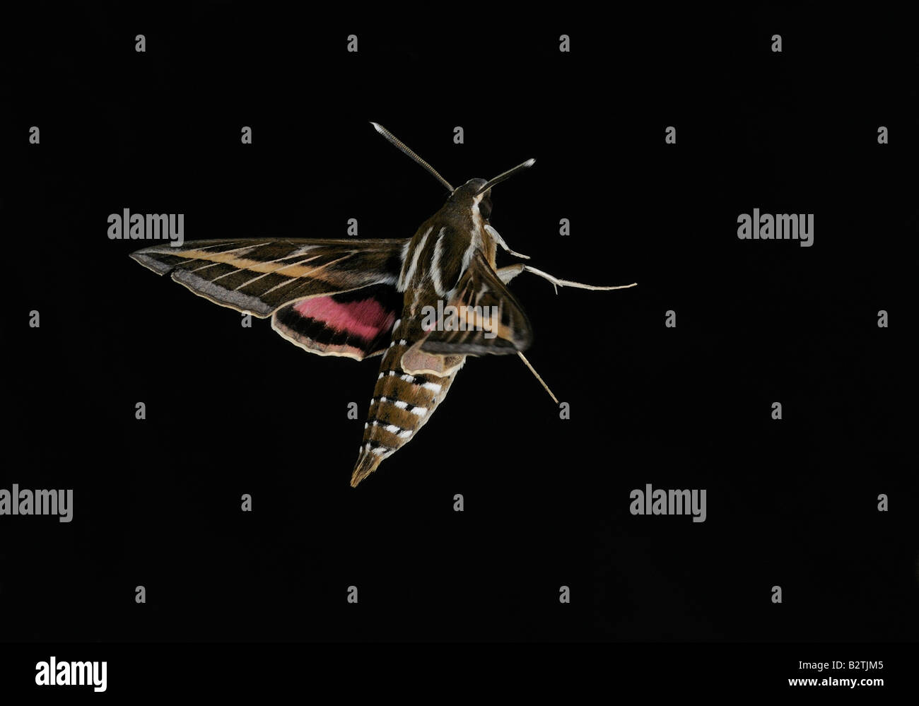 Striped Hawkmoth Hyles livornica Oxfordshire UK in flight at night ...