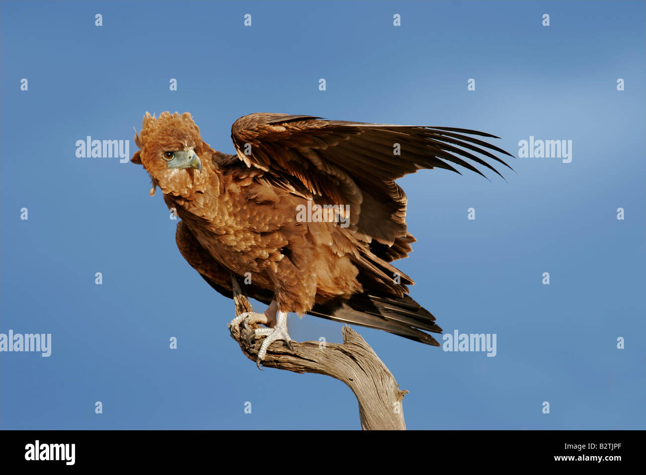 A young, immature bateleur eagle (Terathopius ecaudatus) with ...