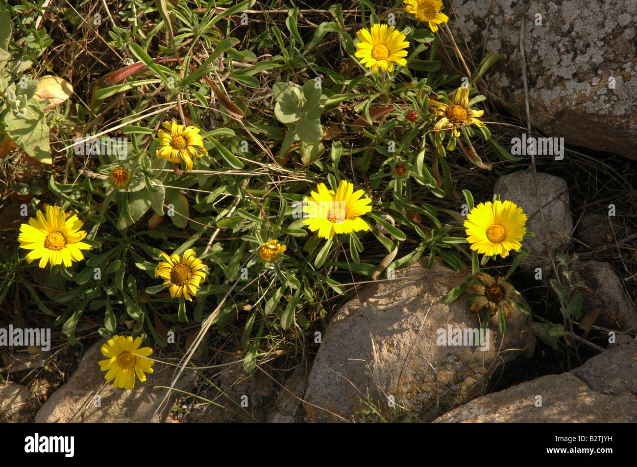 Yellow daisies growing out of rocks Stock Photo - Alamy