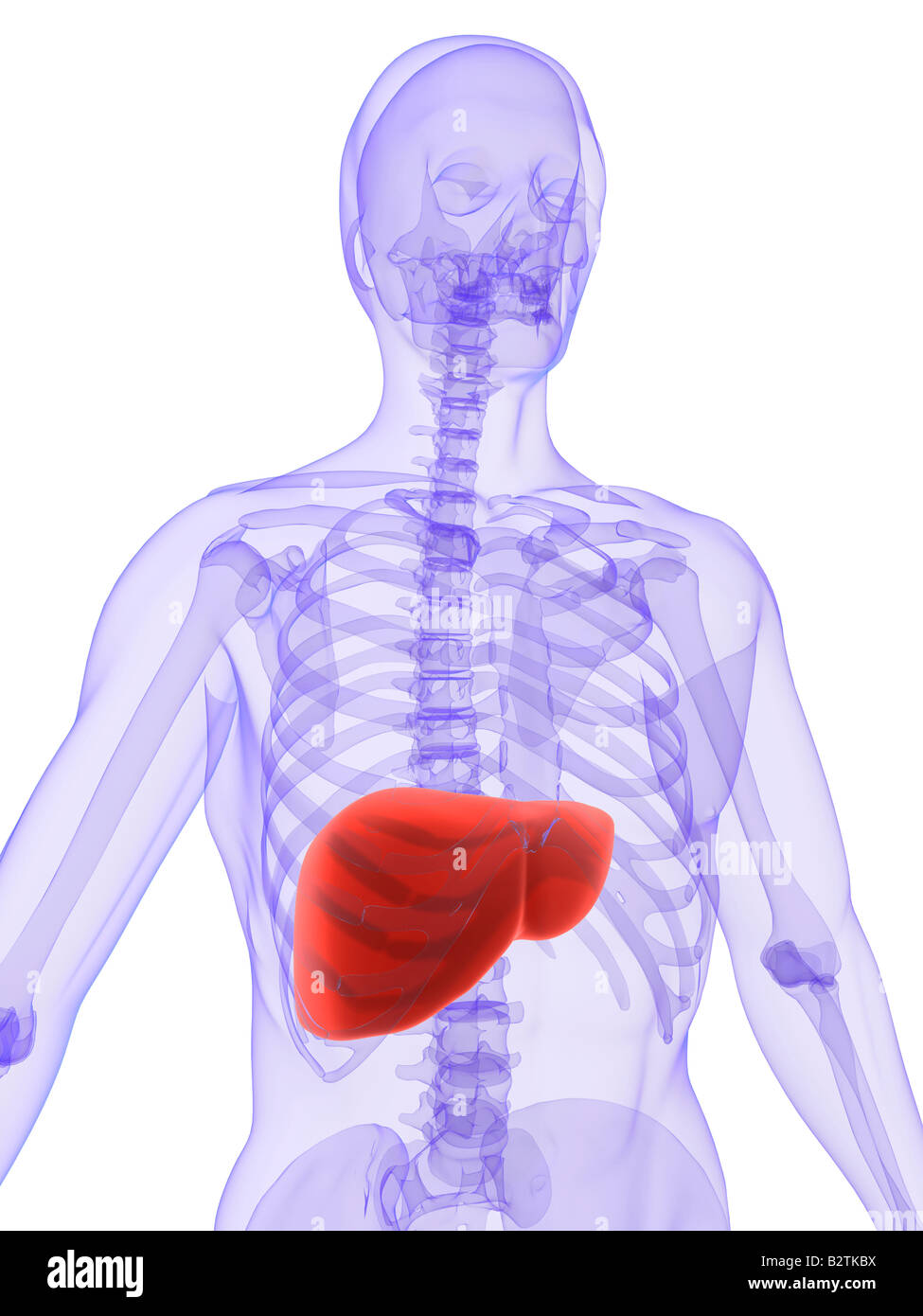 Human liver healthy hi-res stock photography and images - Alamy