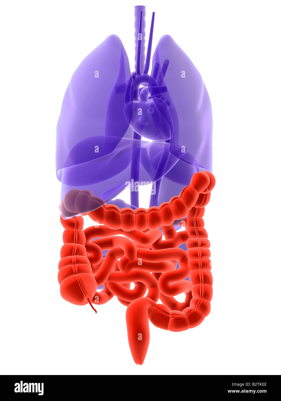 Highlighted intestines hi-res stock photography and images - Alamy