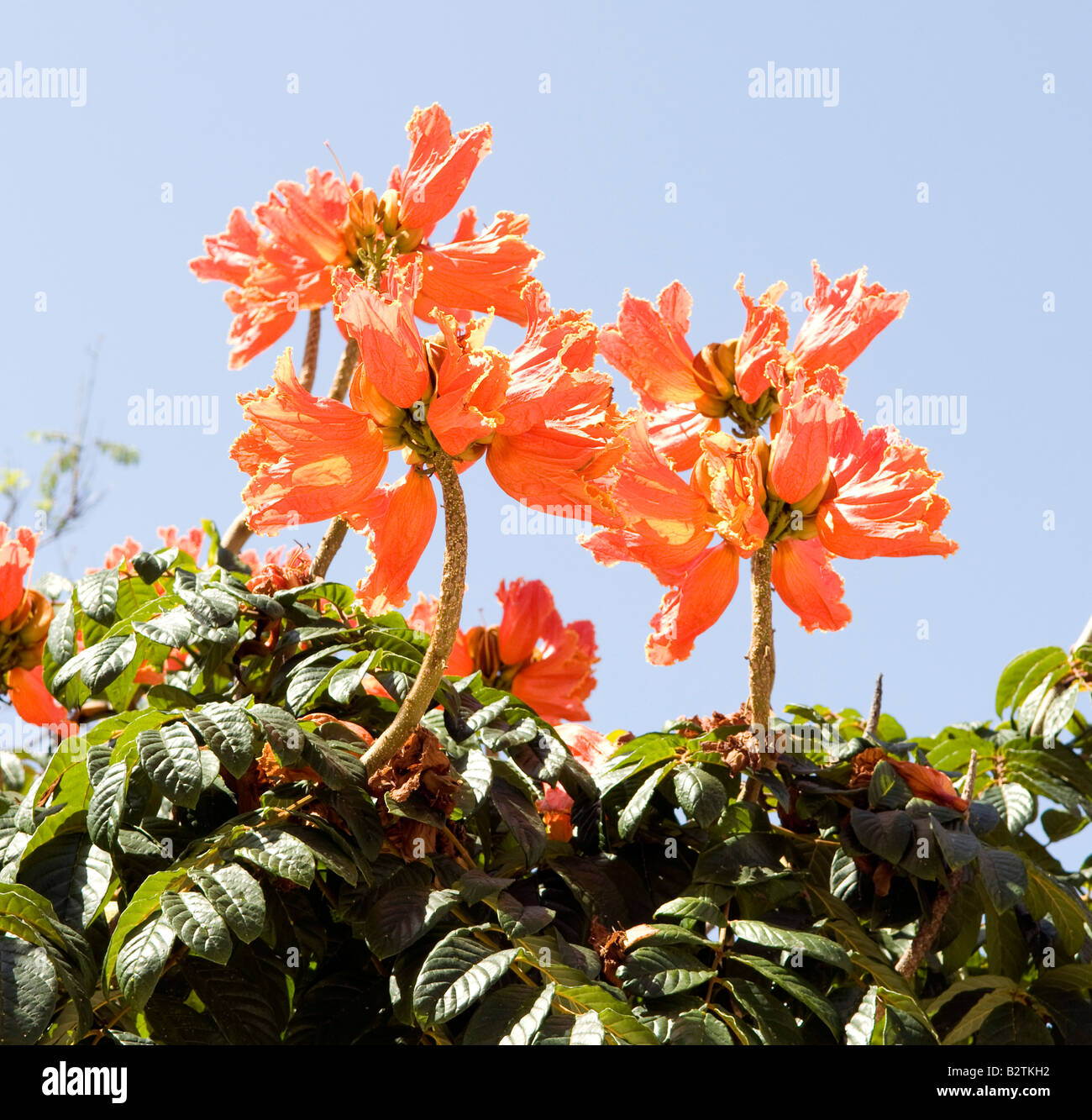 Spathodea campanulata full tree hi-res stock photography and images - Alamy