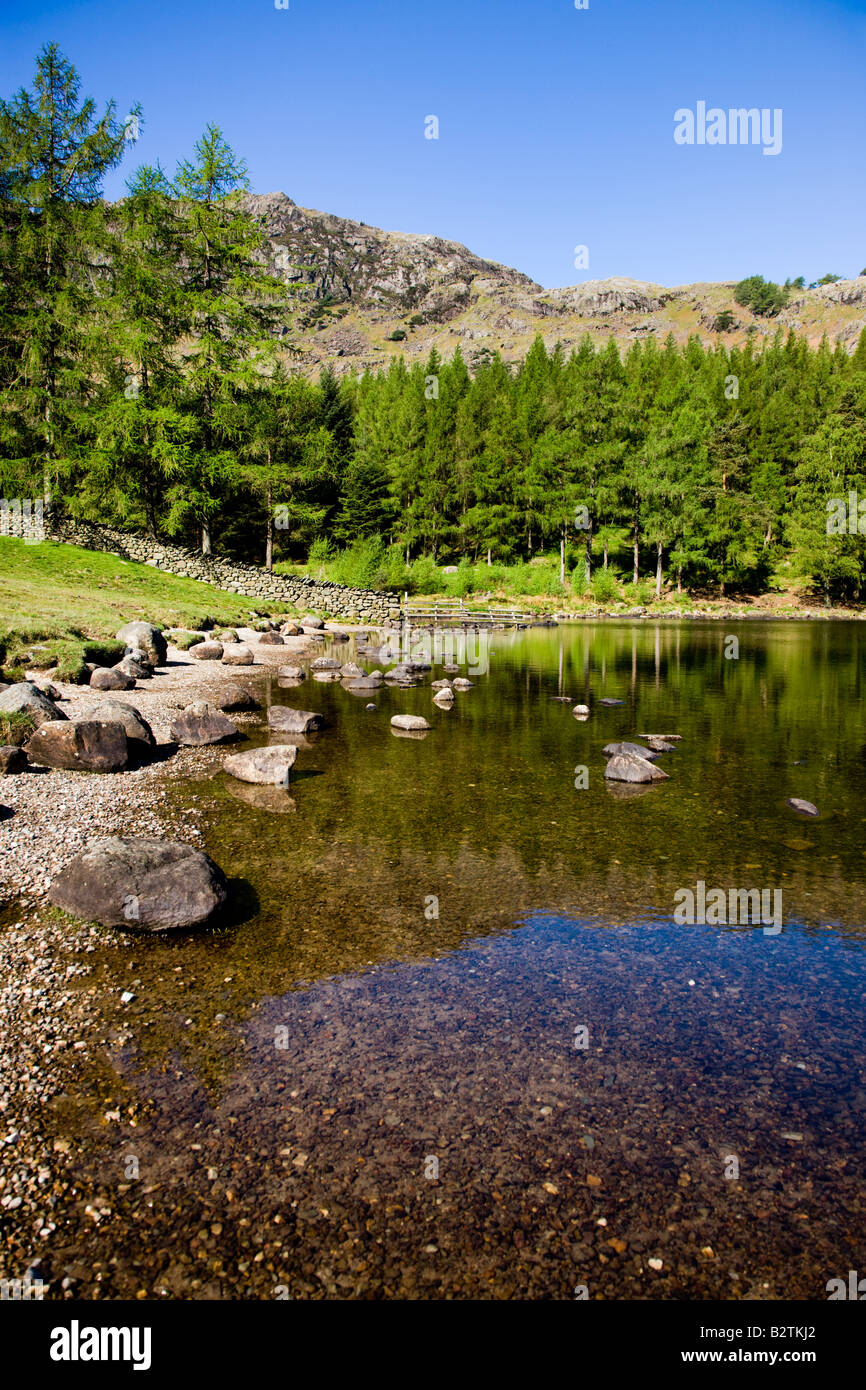 Blea Tarn In Spring Shoreline Reflections From The Tarn's Pine Trees ...