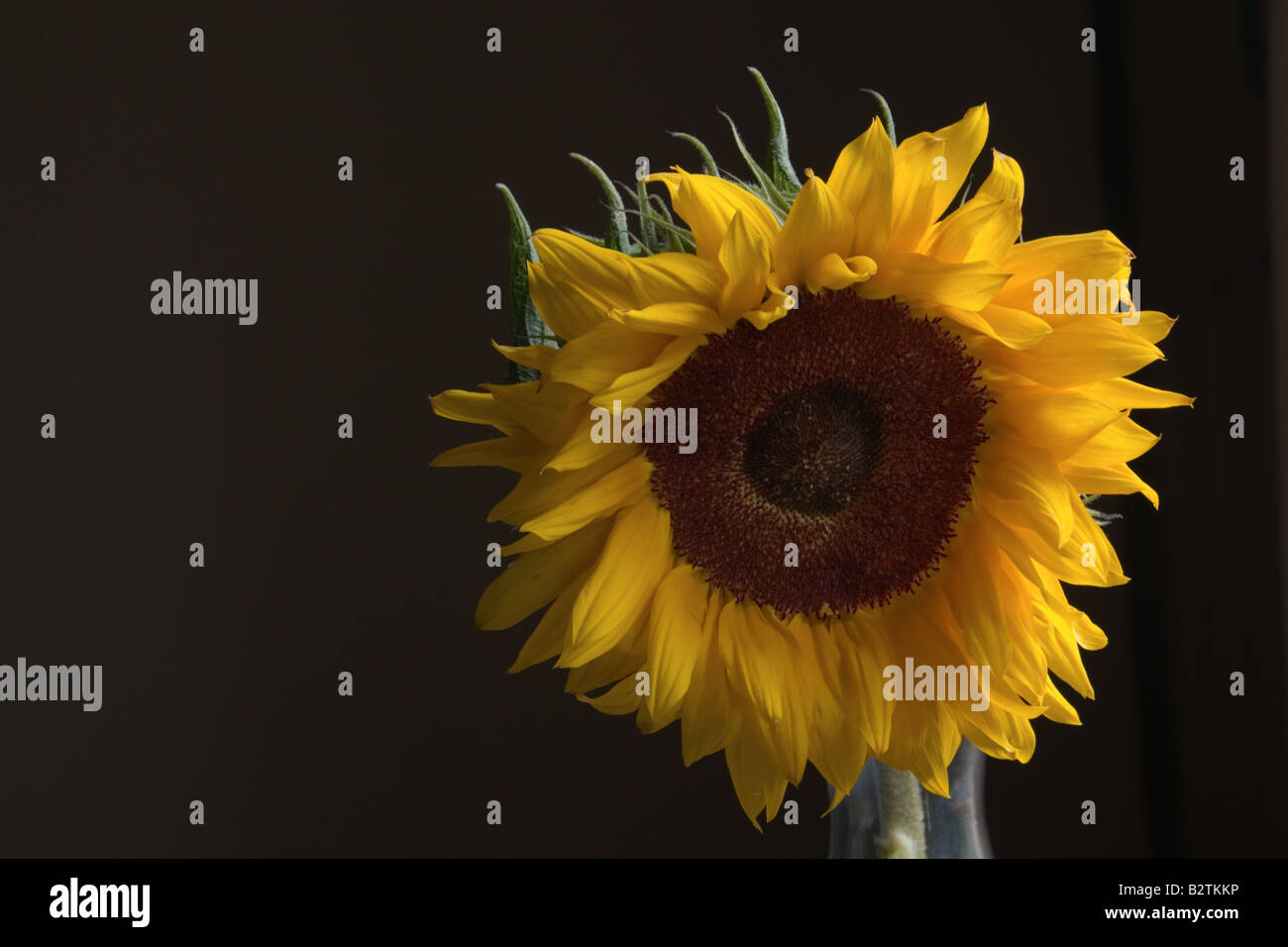 Single cut sunflower head - low key, side lit Stock Photo - Alamy