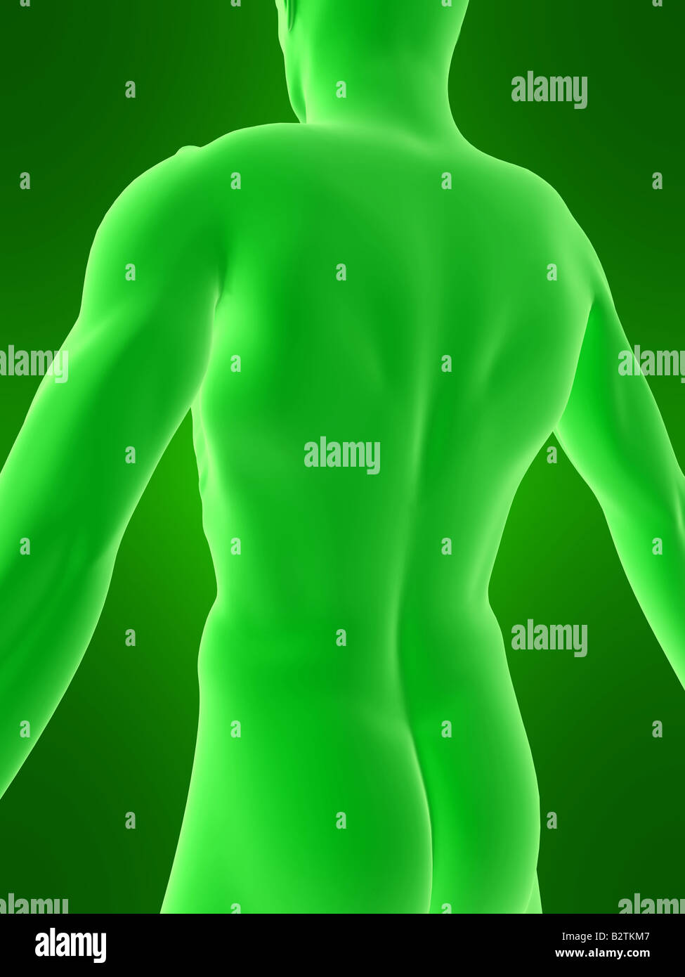 Male biology muscles hi-res stock photography and images - Alamy