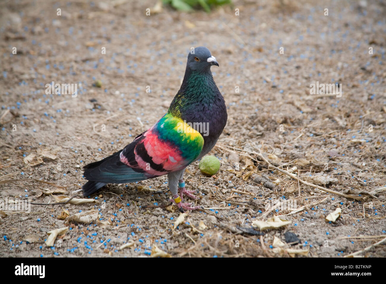 Painted racing pigeons Stock Photo - Alamy