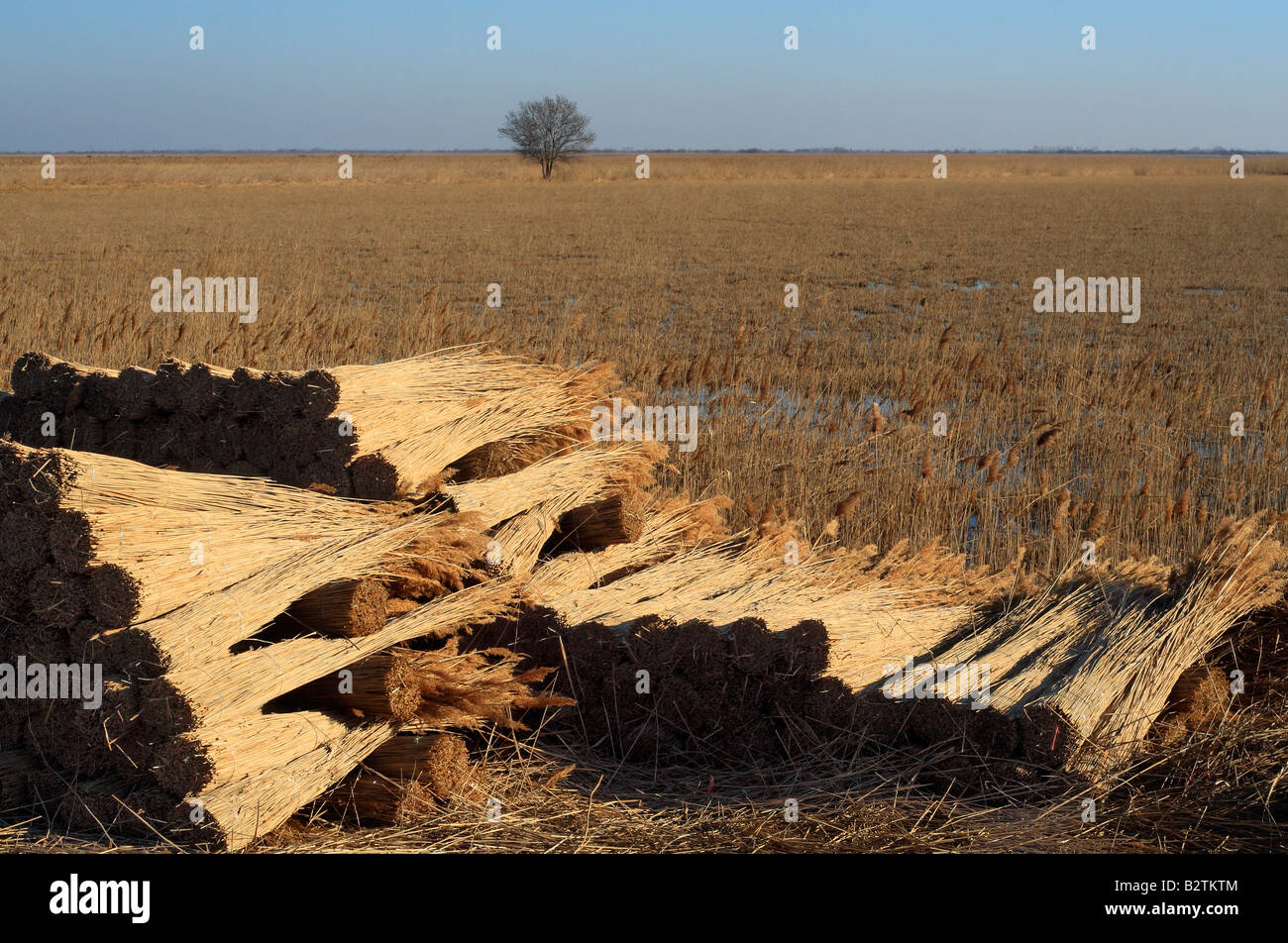 Reed bed ecology hi-res stock photography and images - Alamy