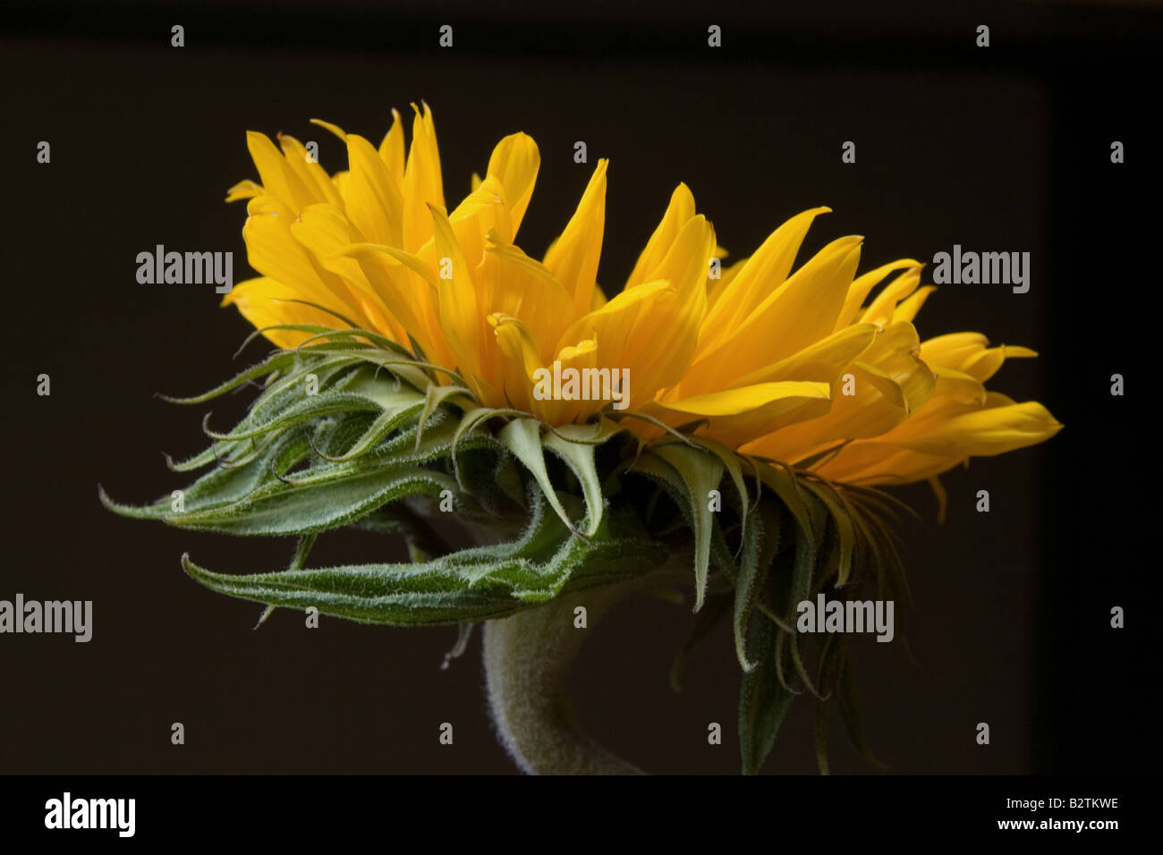 Side view sunflower head hi-res stock photography and images - Alamy
