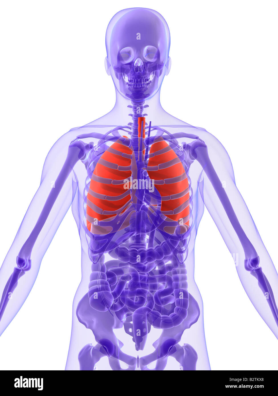 Human lung anatomy hi-res stock photography and images - Alamy