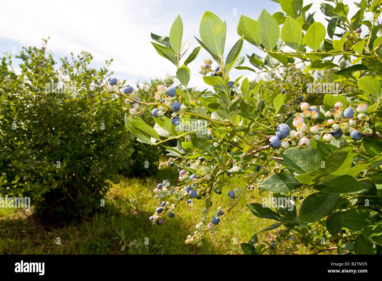 Flowering blueberry shrub hi-res stock photography and images - Alamy