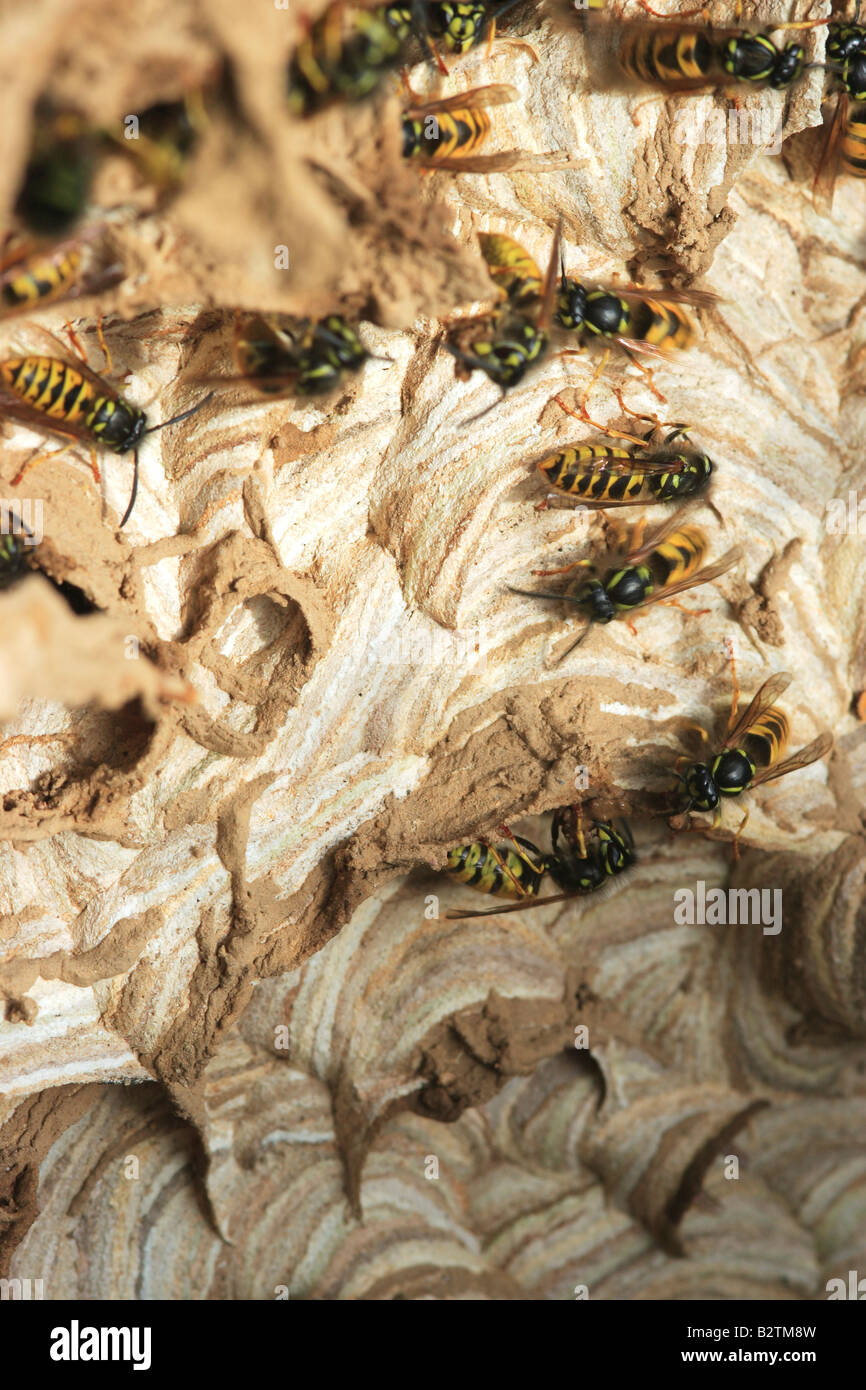 Wasps building Nest. (Vespula vulgaris Stock Photo - Alamy