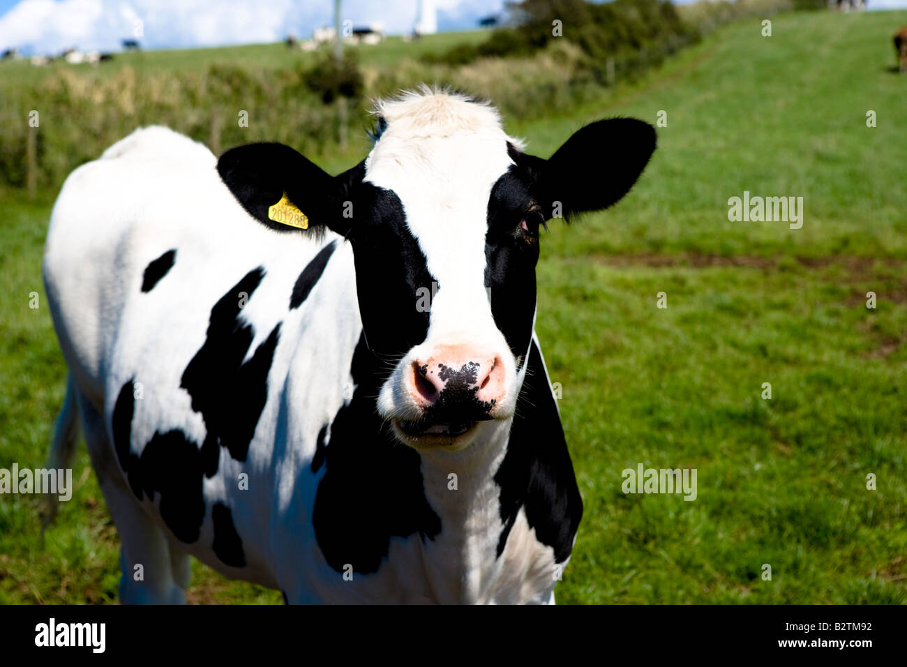 Holstein cow in field Stock Photo - Alamy