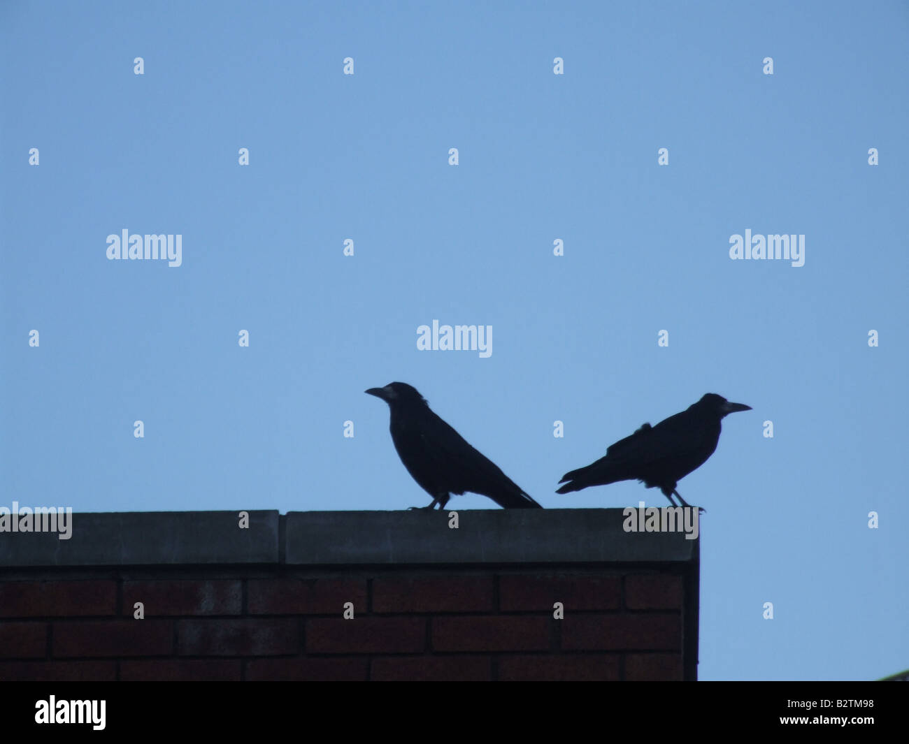 two crows on roof top in city town Stock Photo - Alamy