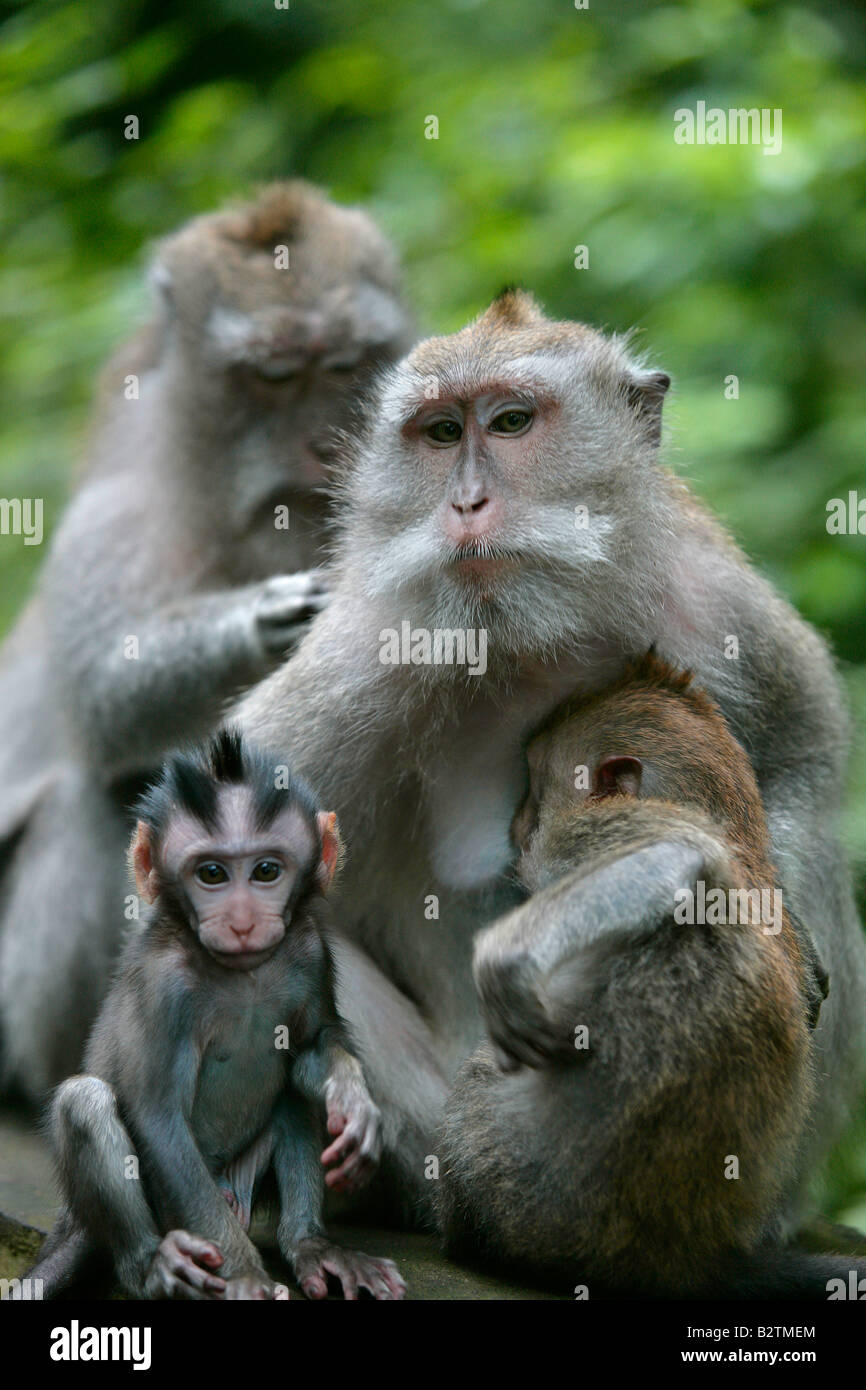 Wild macaque monkeys in the lush rainforests of Central Bali Indonesia ...