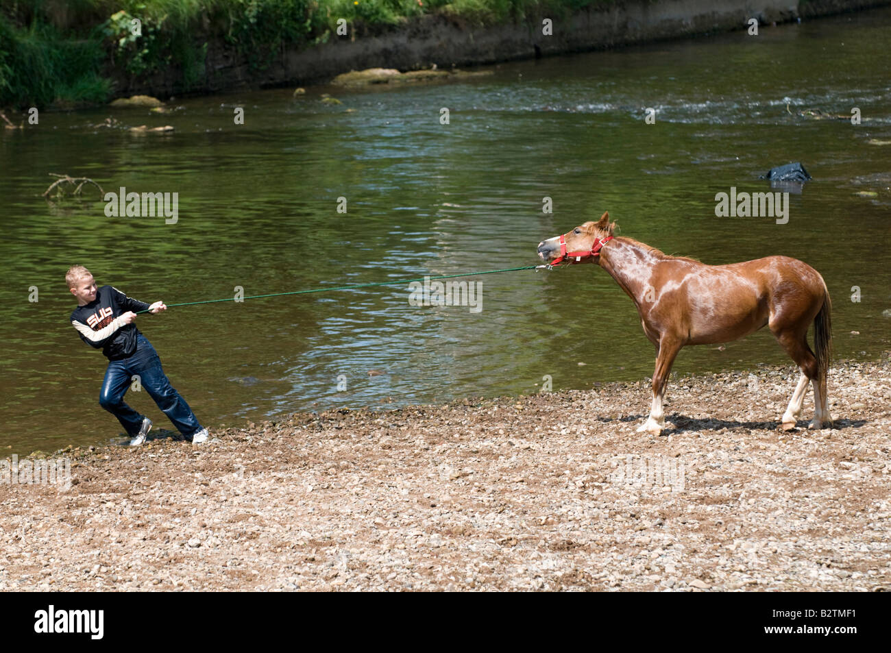 Stubborn horse hi-res stock photography and images - Alamy