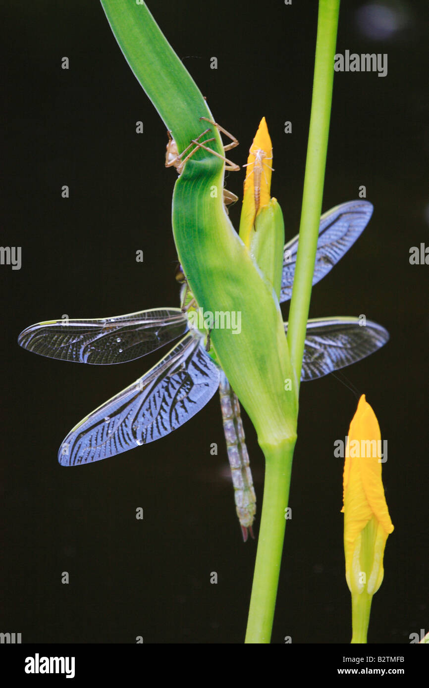Dragonfly life cycle hi-res stock photography and images - Alamy
