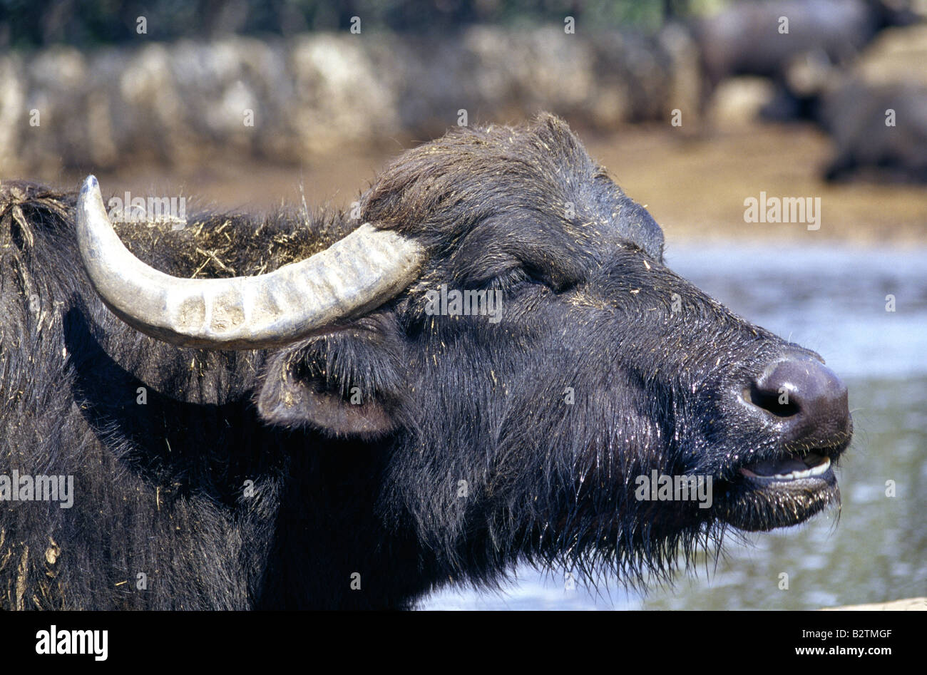 Animal geography High Resolution Stock Photography and Images - Alamy