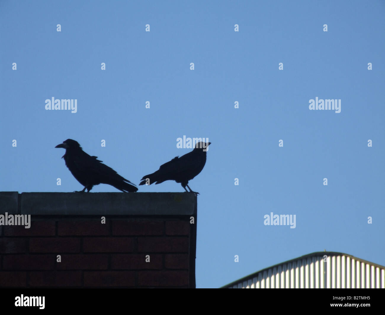 two crows on roof top in city town Stock Photo - Alamy