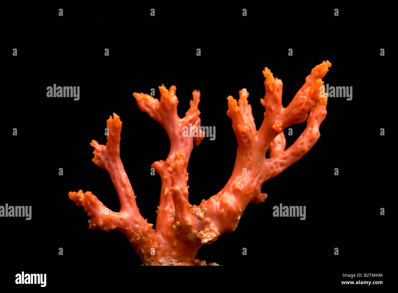 Branch of red coral hi-res stock photography and images - Alamy