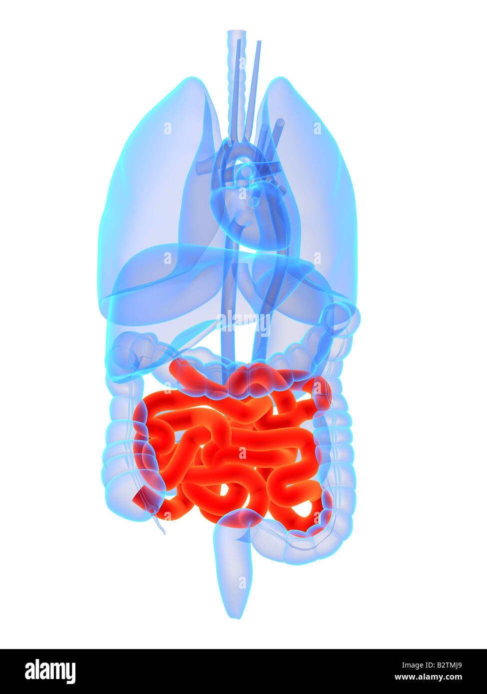 Blue intestines Cut Out Stock Images & Pictures - Alamy