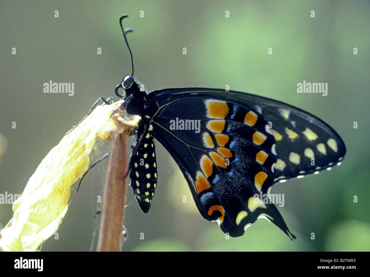 Butterfly leaving cocoon hi-res stock photography and images - Alamy