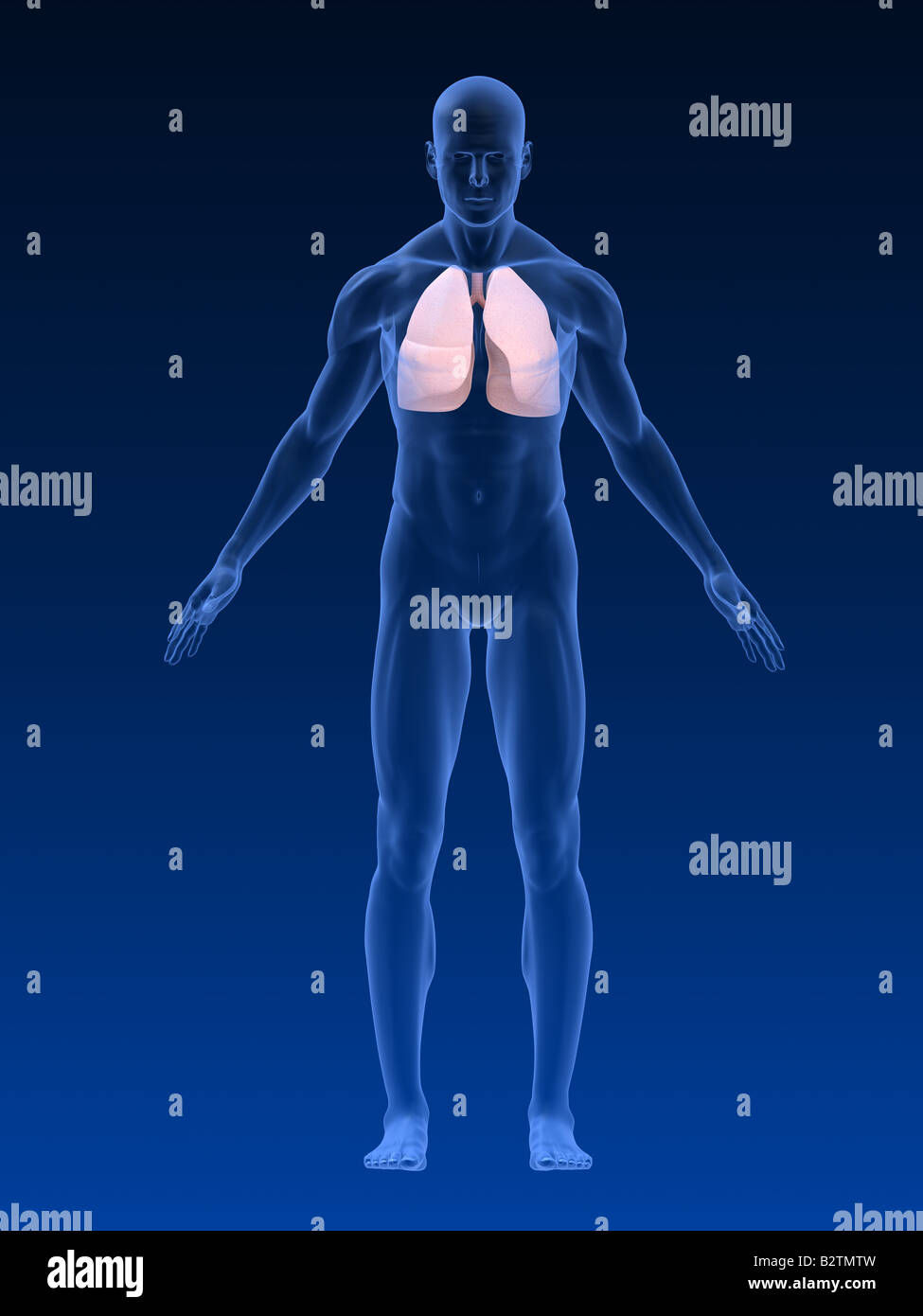 Human lung hi-res stock photography and images - Alamy