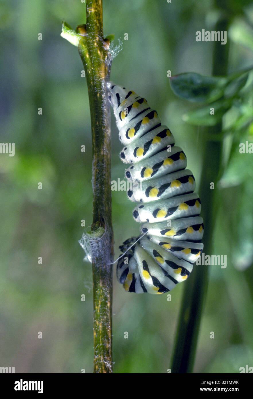 Life cycle of a butterfly Detail of a black swallowtail butterfly ...