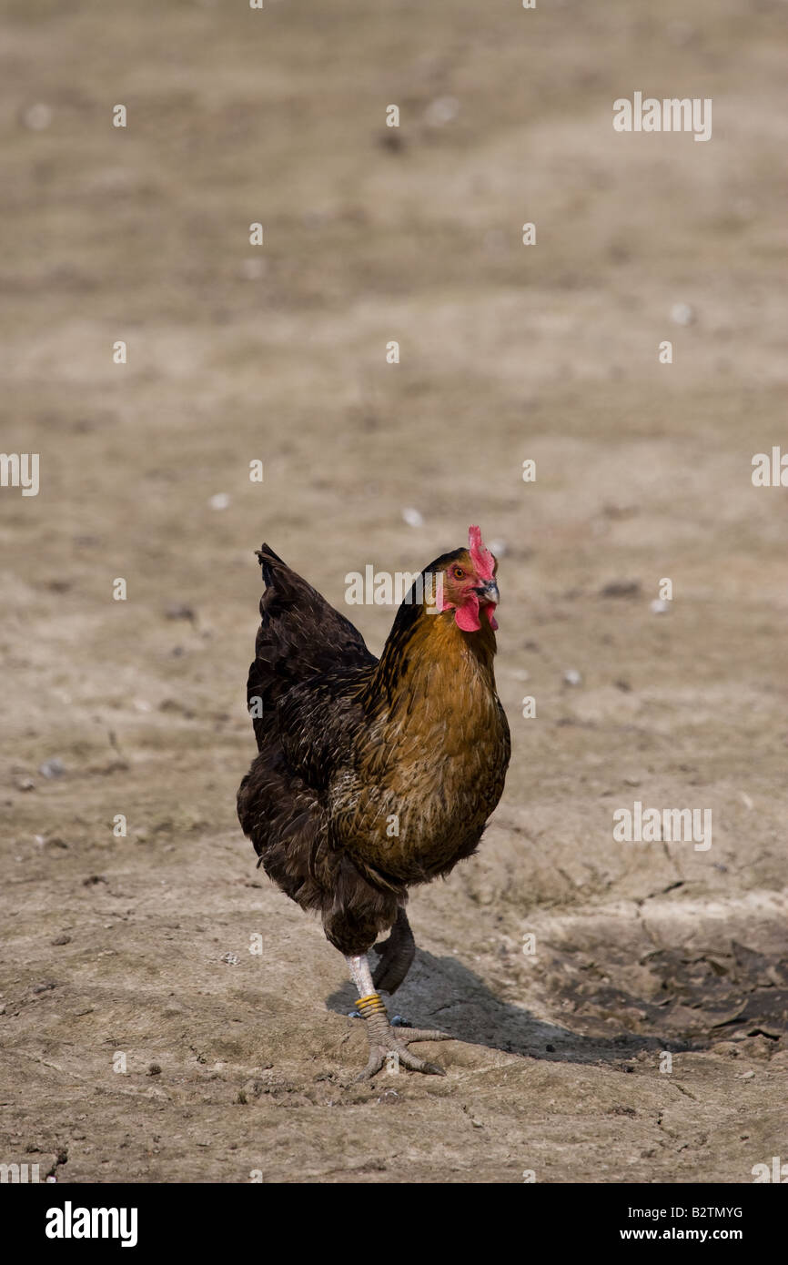 Chicken walks around a farmyard Stock Photo - Alamy