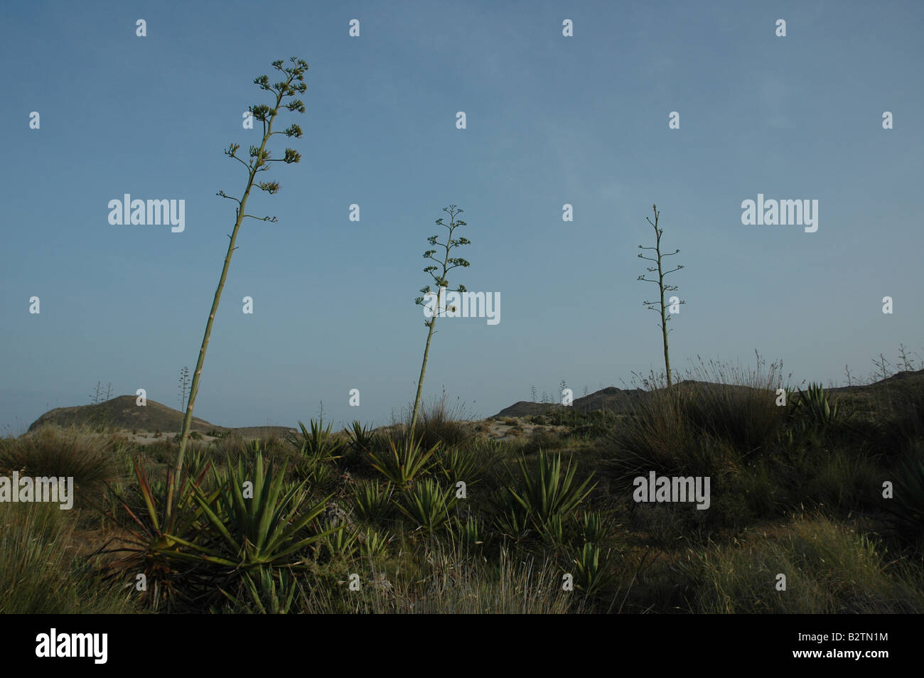 Arid desert plants hi-res stock photography and images - Alamy