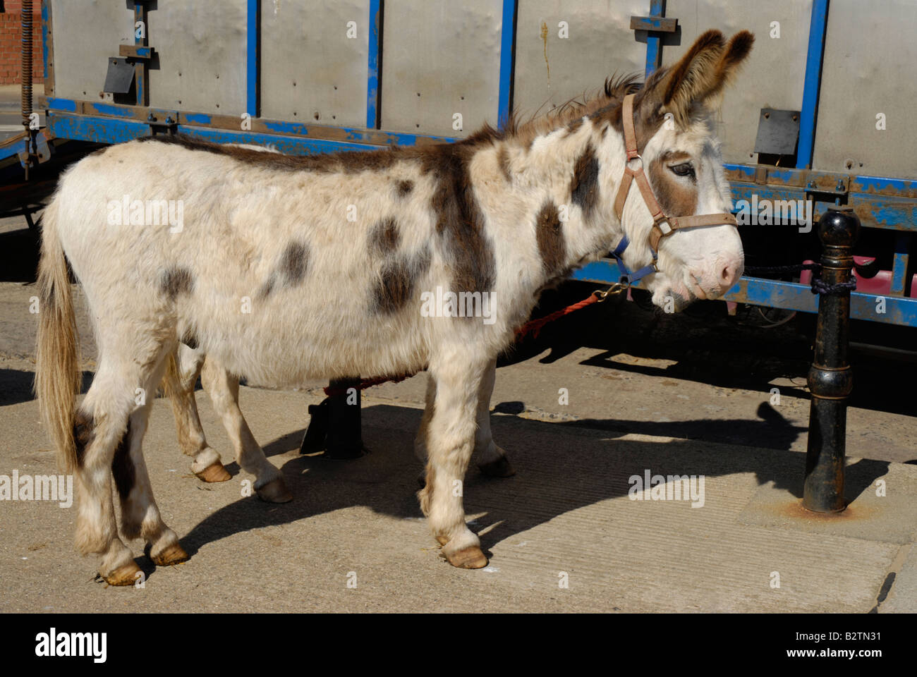 Donkey pools hi-res stock photography and images - Alamy