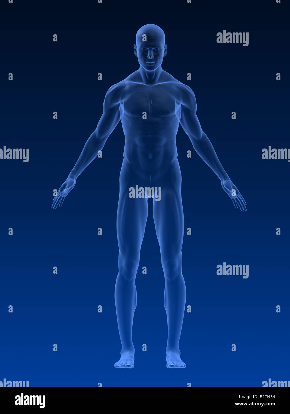 Male body anatomical hi-res stock photography and images - Alamy