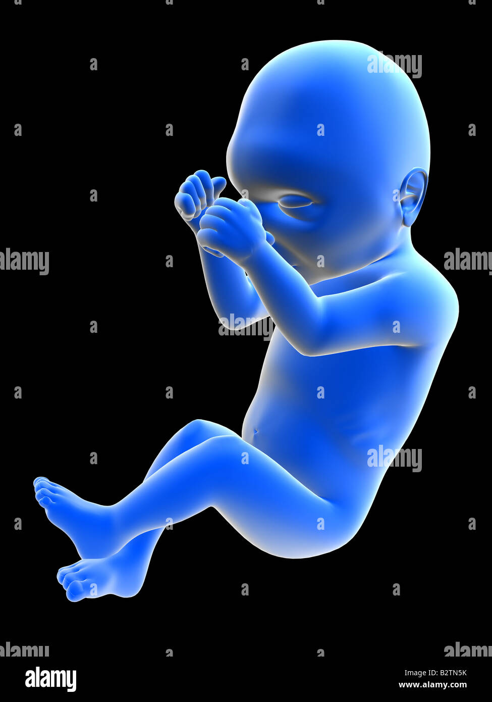 Abortion fetus embryo unborn hi-res stock photography and images - Alamy