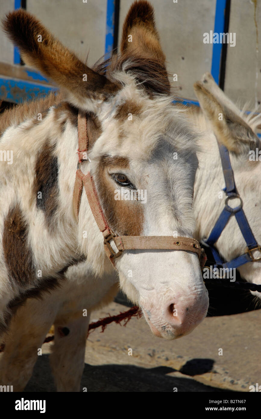 Donkey pools hi-res stock photography and images - Alamy