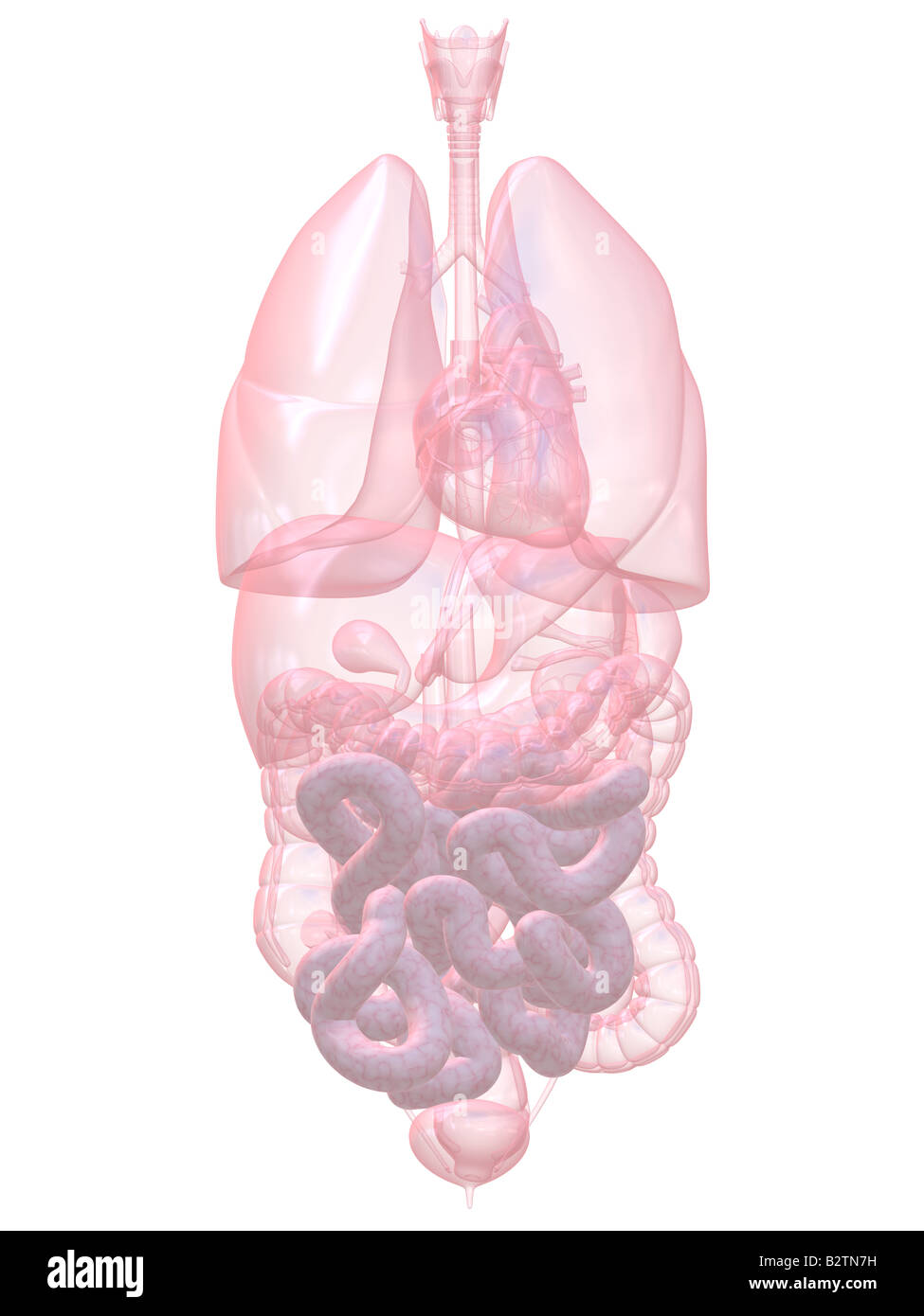 Human intestines hi-res stock photography and images - Alamy