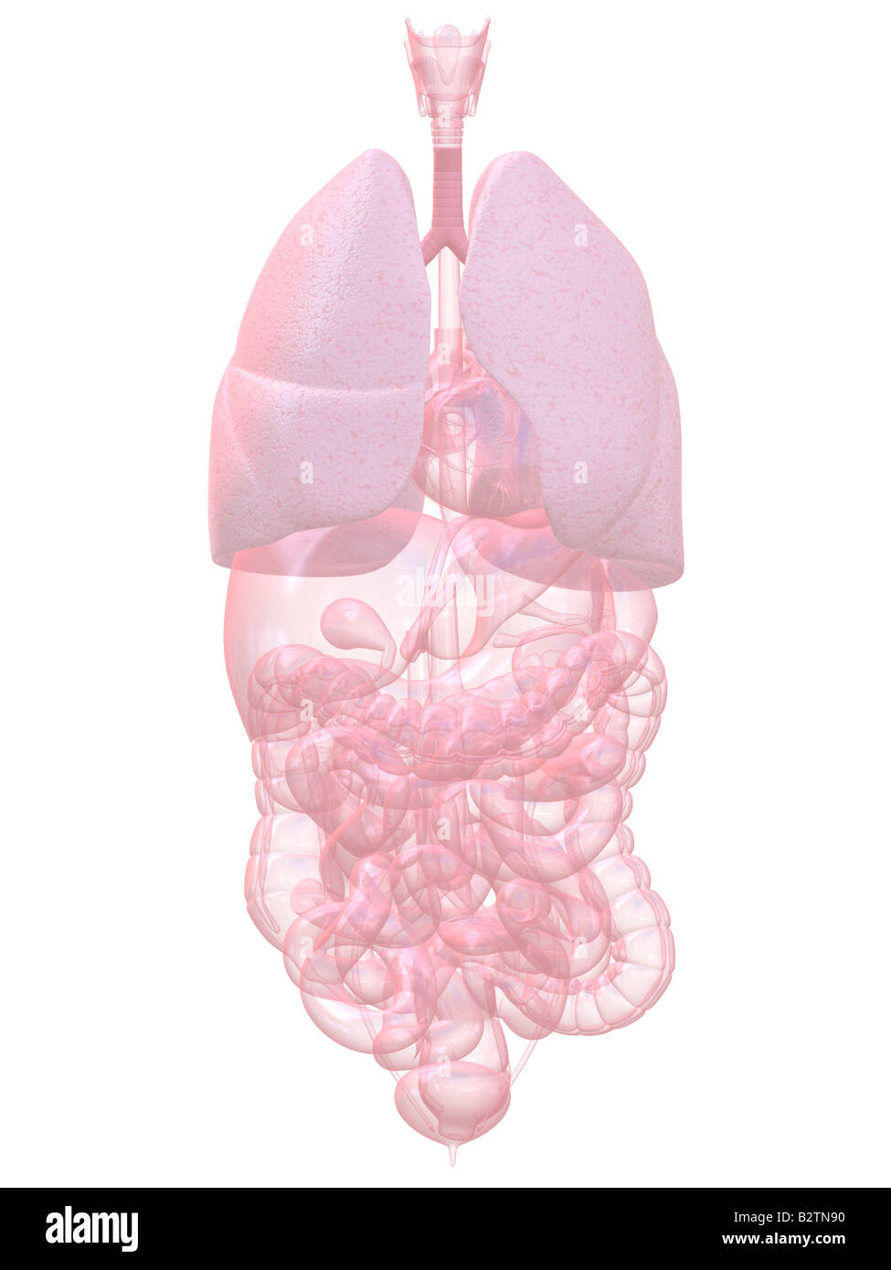 Human lung bronchi Cut Out Stock Images & Pictures - Alamy