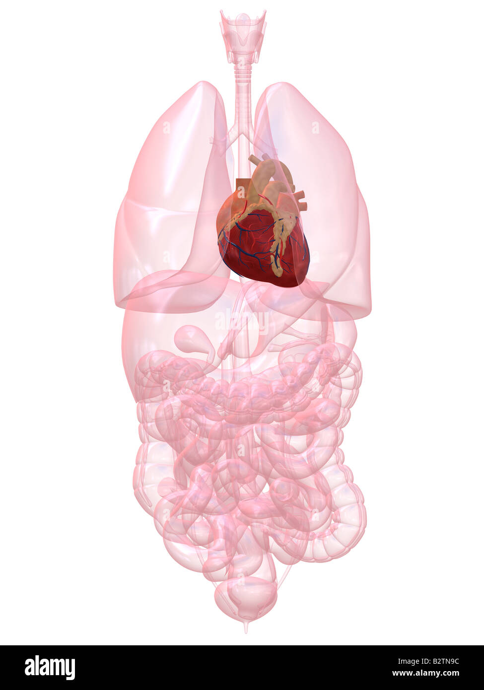 Heart anatomy overview hi-res stock photography and images - Alamy